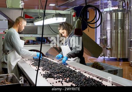 Grape selection, Wine cellar, Dinastia Vivanco winery, Briones, La ...