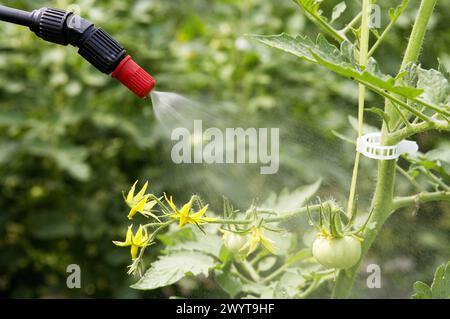 Tomato flower pollination with sprayer. Greenhouse. Agricultural ...