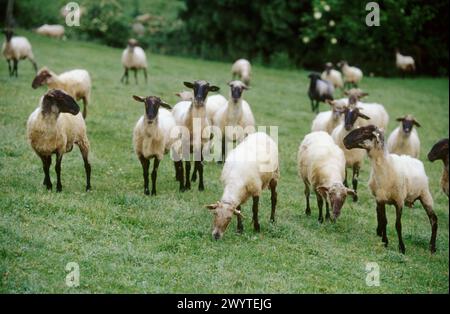 Sheep (Latxa breed). Guipúzcoa. Spain Stock Photo - Alamy