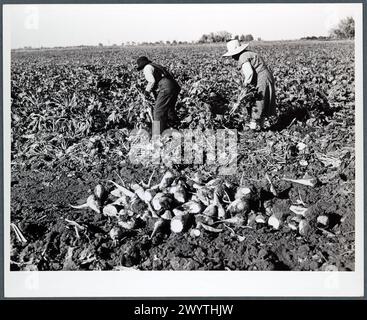 a field with sugar beet for industrial use, a farmer's field with white ...