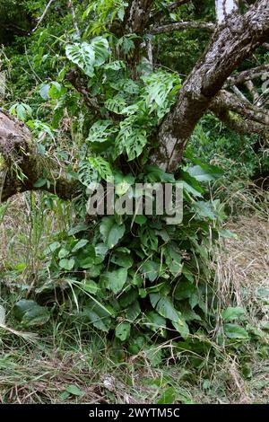 Ceriman or Swiss Cheese Plant, Monstera deliciosa, Uxmal archeological ...