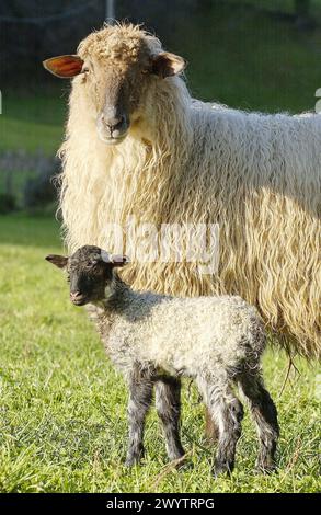 ´Latza´ sheep, adult and lamb. Legazpi. Guipúzcoa, Spain Stock Photo ...
