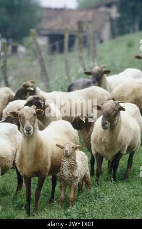 Latza sheep. Legazpi. Gipuzkoa. Spain Stock Photo - Alamy