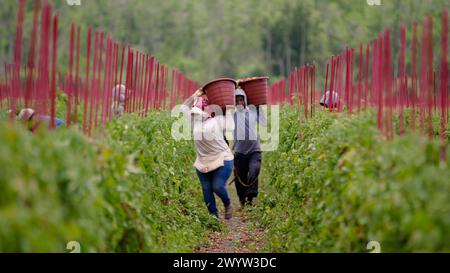 Food, Inc. 2 (2023) directed by Robert Kenner and Melissa Robledo and ...