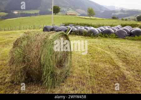 Farming, round bale silage, Endoia, Zestoa, Guipuzcoa, Basque Country ...