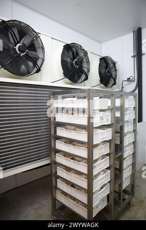 Flash freezing, refrigerated and frozen salt cod distribution Stock ...