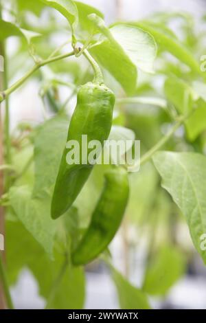 Gernika pepper fruits, Neiker Tecnalia, Instituto de Investigación y ...