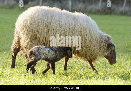 ´Latza´ sheep, adult and lamb. Legazpi. Guipúzcoa, Spain Stock Photo ...