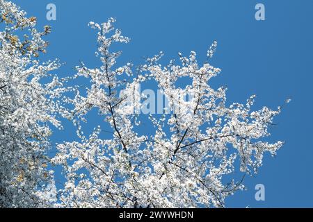 Beautiful landscaping, spring weather. Bright yellow flowering currant ...