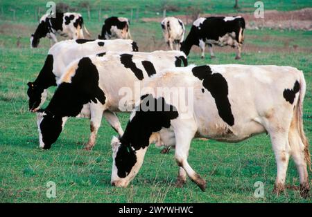 Cows grazing. Araba. Spain Stock Photo - Alamy