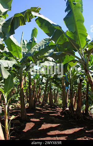 BANANA PLANTATION COSTA RICA central america Stock Photo - Alamy