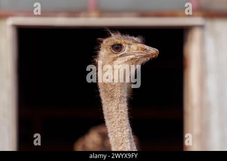 An ostrich is standing in front of a wooden fence on an ostrich farm ...