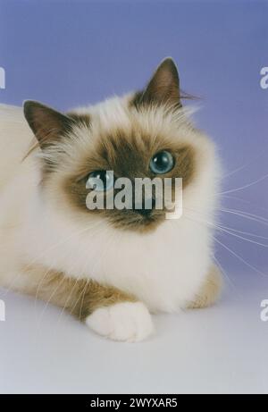Birman Chocolate Point Head Stock Photo - Alamy