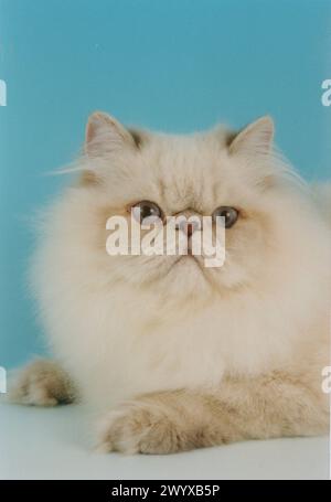 domestic cat, persian, colourpoint, himalayan, cream point, lying, blue ...