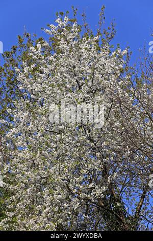 Obst als gesundes Nahrungsmittel Ein Pflaumenbaum blüht im Frühling an ...