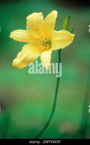 A single Lily flower (Lilium sp.) in July. Photographed in the UK Stock ...