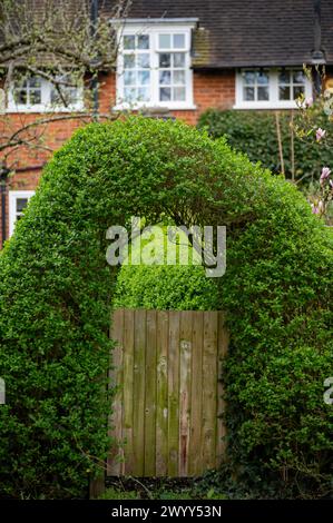 Wicket gate to garden and green hedge with arch, garden design in ...