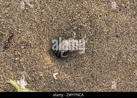 little crab in the sand at Punta Corrientes Beach in southern Lima ...