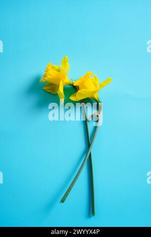 Spring postcard. Bouquet of yellow daffodils in a jug on table against ...