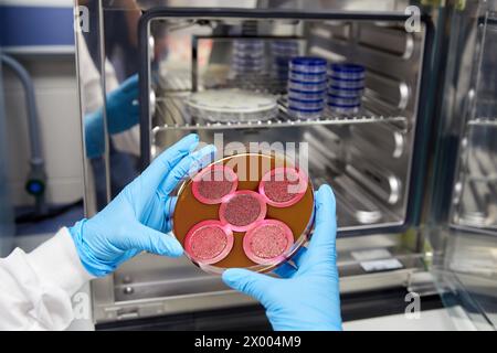Laboratory Surface Analysis, Dermatophyte Fungi Stock Photo - Alamy