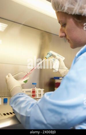 Taking samples from a T75 flask in biological safety cabinet ...