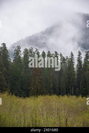 Hazy Morning Fog Along a Treeline at the Hoh Rainforest in Olympic ...