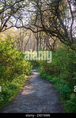 The Ruby Beach Trail in Olympic National Park at Olympic National Park ...