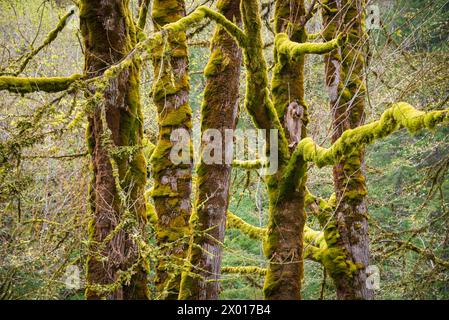 Forest View Along the Madison Falls Trail in Olympic National Park ...