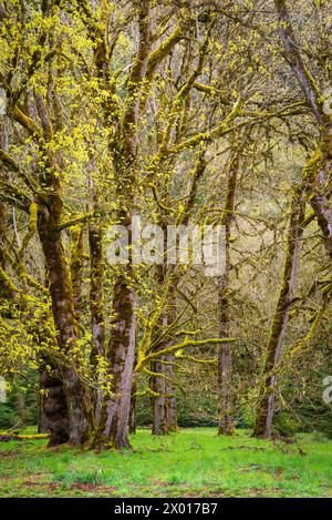 Forest View Along the Madison Falls Trail in Olympic National Park ...