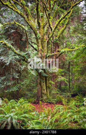 Forest View Along the Madison Falls Trail in Olympic National Park ...