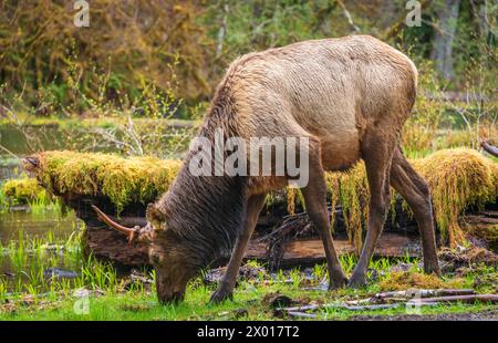 A Moose Eating Grass in the Hoh Rainforest in Olympic National Park ...
