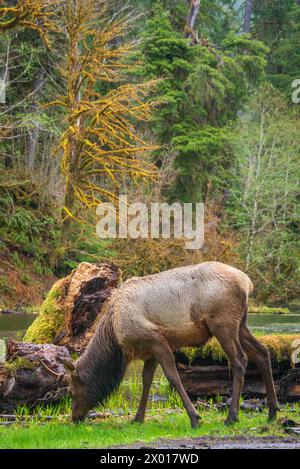 A Moose in the Hoh Rainforest in Olympic National Park, Washington ...