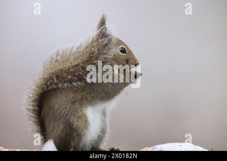 Japanese squirrel (Sciurus lis) is a tree squirrel in the genus Sciurus ...