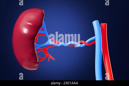 Human blood vessel and splenic organ model, 3d rendering. 3d ...
