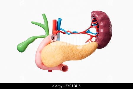 Human pancreas, gall bladder, splenic organ model, 3d rendering. 3d ...
