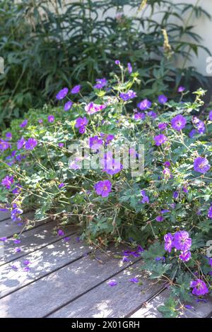 Geranium 'Rozanne' ('Gerwat'PBR) in a garden flower bed / border ...