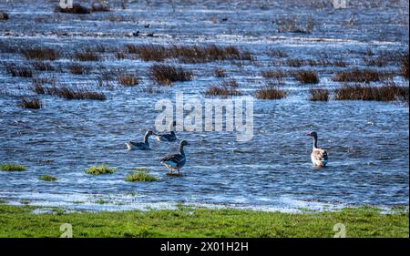 Meadows near Skjern wildlife protected area in west Denmark Stock Photo ...