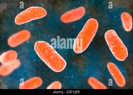 Illustration of haemophilus influenzae bacteria, known for causing ...