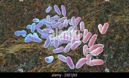 Illustration of haemophilus influenzae bacteria, known for causing ...