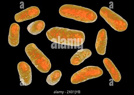 Illustration of haemophilus influenzae bacteria, known for causing ...