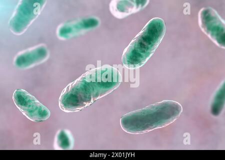 Illustration of haemophilus influenzae bacteria, known for causing ...