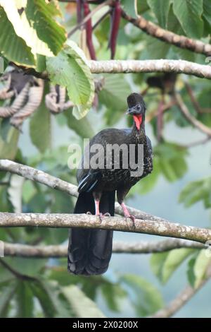 Crested guan (Penelope purpurascens) perching on a branch. This ...