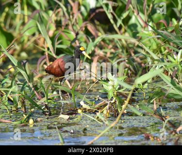 Northern jacana (Jacana spinosa), female and male among aquatic plants ...