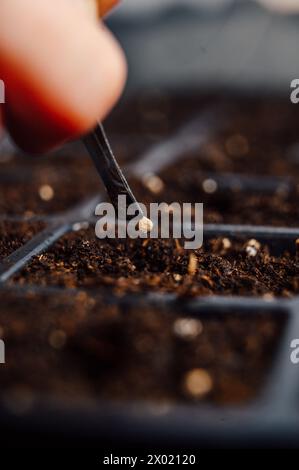 Seed planting in a hatchery Stock Photo - Alamy