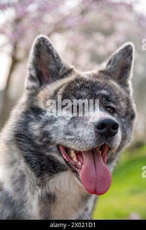 Playful Akita Inu panting and looking up while sitting on white studio ...
