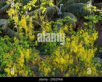 04 09 2024 Cassia fistula indian laburnum tree known as Golden shower tree Lokgram Kalyan ...