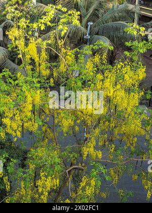 04 09 2024 Cassia fistula indian laburnum tree known as Golden shower tree Lokgram Kalyan ...