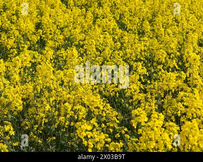 Crop of Rapeseed also known as Canola in Grangeville Idaho Stock Photo ...