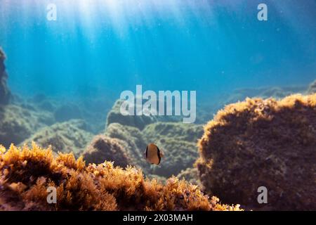 minorca underwater scenery mediterranean fish oblada jellyfish coris ...