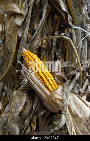 Dry corn field, dry corn stalks, end of season. Background autumn Stock ...